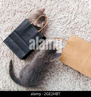 Small cute kittens on carpet Stock Photo - Alamy