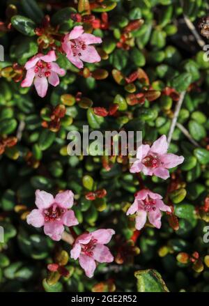 Alpine azalea, trailing azalea (Loiseleuria procumbens), blooming ...