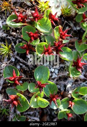 Dwarf Willow, Least Willow, Snowbed Willow (Salix herbacea), male plant ...