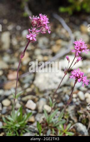Alpine catchfly (Silene suecica) flowers. Photographed in France Stock ...