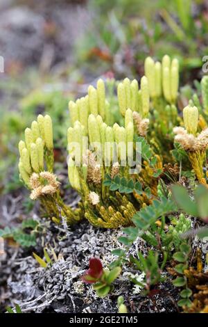 The yellow-green fronds of an alpine fern are covered in water droplets ...