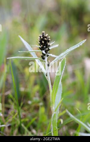 Norwegian arctic cudweed Stock Photo - Alamy