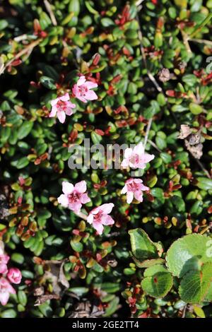 alpine azalea (Kalmia procumbens Stock Photo - Alamy