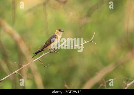 Cecropis rufula, European Red-rumped Swallow Perching on a Branch Stock ...