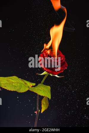 Rose is blazing. Burning rose dark background. Red flower on fire ...