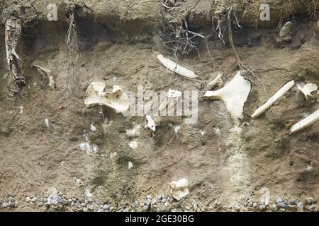 Archaeological excavations and finds bones of a skeleton in a human ...