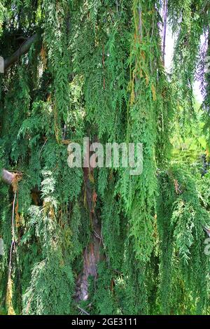 Rare weeping fir tree growing under the bright summer sun in the garden ...