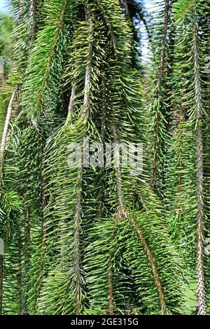 Rare weeping fir tree growing under the bright summer sun in the garden ...