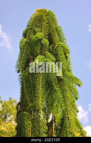 Rare weeping fir tree growing under the bright summer sun in the garden ...