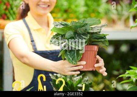 Cropped image of gardening center worker taking potted flower Stock ...