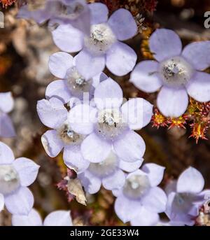 A Roella arenaria plant near the coast in the Western Cape, South ...