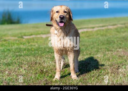 Wet Golden labrador dog staying near the water.Very happy Labrador ...
