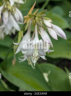 Close-up Hosta ‘Snowden, plantain lily ‘Snowden' flowers and foliage ...