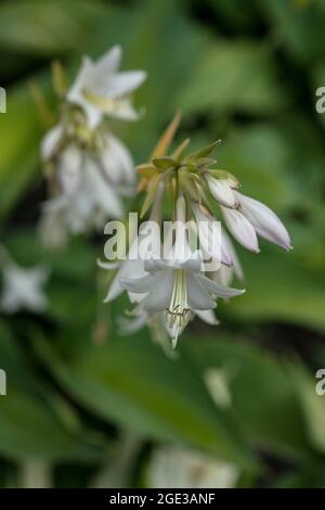 Close-up Hosta ‘Snowden, plantain lily ‘Snowden' flowers and foliage ...