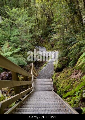 Boardwalk in a forest, Lake Matheson Walk, West Coast, South Island ...