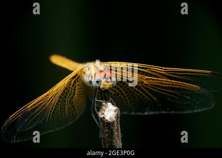 Yellow skimmer dragonfly,, Pantala flavescens Dorsal view, Satara ...