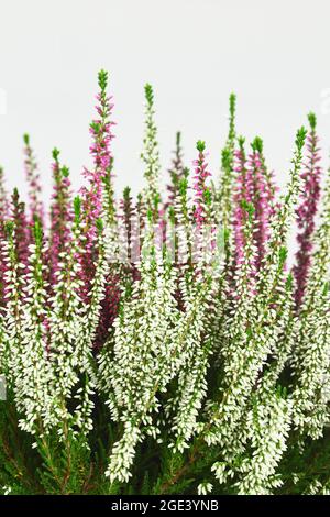 purple Calluna vulgaris decorative plant Stock Photo - Alamy
