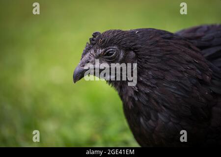 Ayam Cemani, Domestic Chicken (Gallus gallus domesticus), black, hen ...
