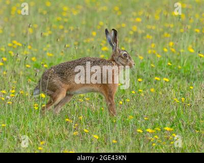 Brown Hare stretching in Norfolk UK Stock Photo - Alamy