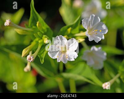 Blooming wonder flower, Mirabilis jalapa Stock Photo - Alamy