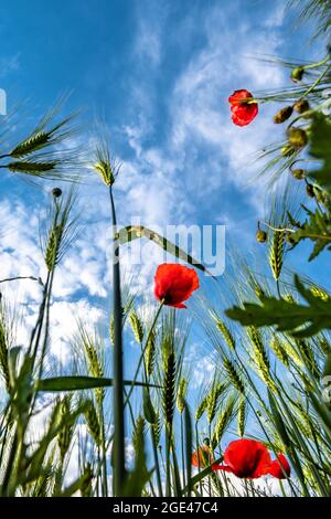 corn poppy or headwark, Papaver rhoeas Stock Photo - Alamy