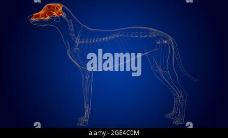 Cranium Bones Dog skeleton Anatomy For Medical Concept 3D Illustration ...