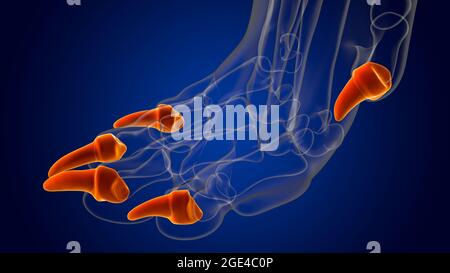 Distal Phalanx Bones Dog skeleton Anatomy For Medical Concept 3D ...