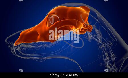 Cranium Bones Dog skeleton Anatomy For Medical Concept 3D Illustration ...