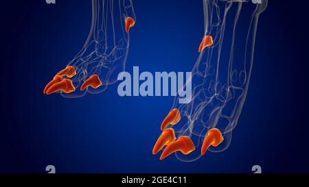 Distal Phalanx Bones Dog skeleton Anatomy For Medical Concept 3D ...