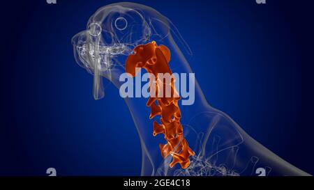 Cervical vertebrae of a dog Stock Photo - Alamy