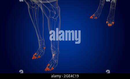 Distal Phalanx Bones Dog skeleton Anatomy For Medical Concept 3D ...