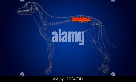 Lumbar Vertebrae Bones Dog skeleton Anatomy For Medical Concept 3D ...