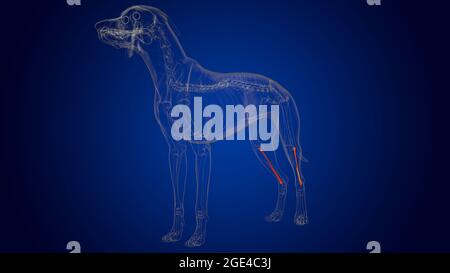 Fibula Bones Dog skeleton Anatomy For Medical Concept 3D Illustration ...