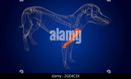 Humerus Bones Dog skeleton Anatomy For Medical Concept 3D Illustration ...
