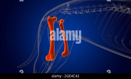 Femur Bones Dog skeleton Anatomy For Medical Concept 3D Illustration ...