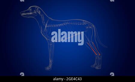 Fibula Bones Dog skeleton Anatomy For Medical Concept 3D Illustration ...