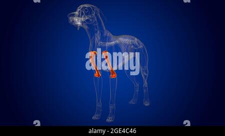 Humerus Bones Dog skeleton Anatomy For Medical Concept 3D Illustration ...