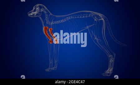Humerus Bones Dog skeleton Anatomy For Medical Concept 3D Illustration ...