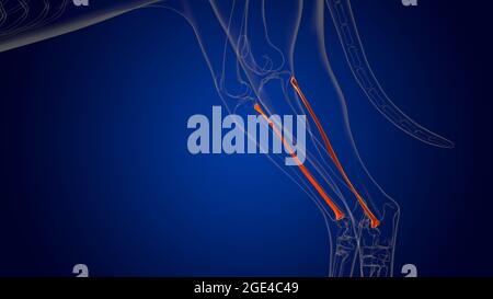Fibula Bones Dog skeleton Anatomy For Medical Concept 3D Illustration ...