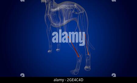 Fibula Bones Dog skeleton Anatomy For Medical Concept 3D Illustration ...