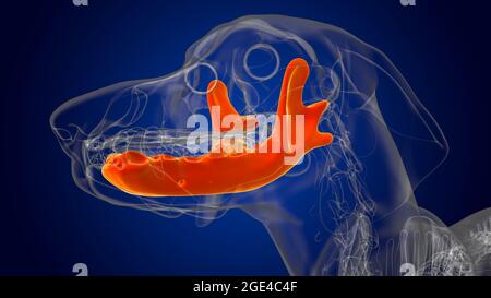 Mandible Bones Dog skeleton Anatomy For Medical Concept 3D Illustration ...