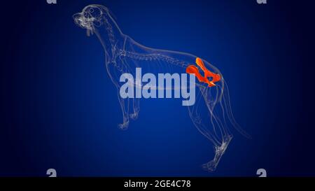 Pelvis Bones Dog skeleton Anatomy For Medical Concept 3D Illustration ...