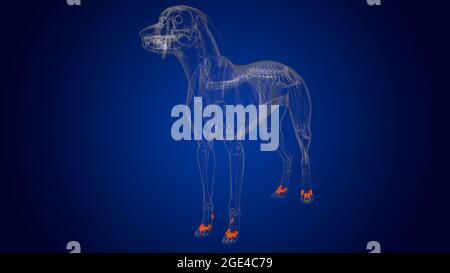 Proximal phalanx Bones Dog skeleton Anatomy For Medical Concept 3D ...