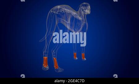Metatarsal Bones Dog skeleton Anatomy For Medical Concept 3D ...