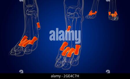 Proximal phalanx Bones Dog skeleton Anatomy For Medical Concept 3D ...