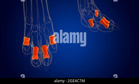 Middle Phalanx Bones Dog skeleton Anatomy For Medical Concept 3D ...
