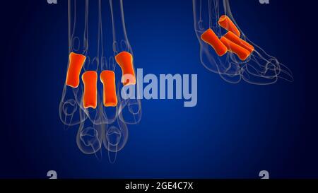 Proximal phalanx Bones Dog skeleton Anatomy For Medical Concept 3D ...