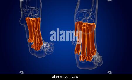 Metatarsal Bones Dog skeleton Anatomy For Medical Concept 3D ...