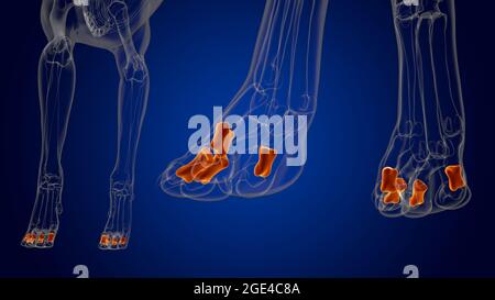 Middle Phalanx Bones Dog skeleton Anatomy For Medical Concept 3D ...