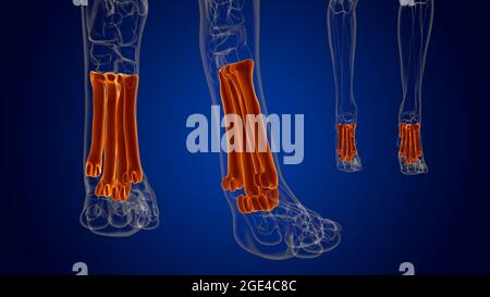 Metatarsal Bones Dog skeleton Anatomy For Medical Concept 3D ...